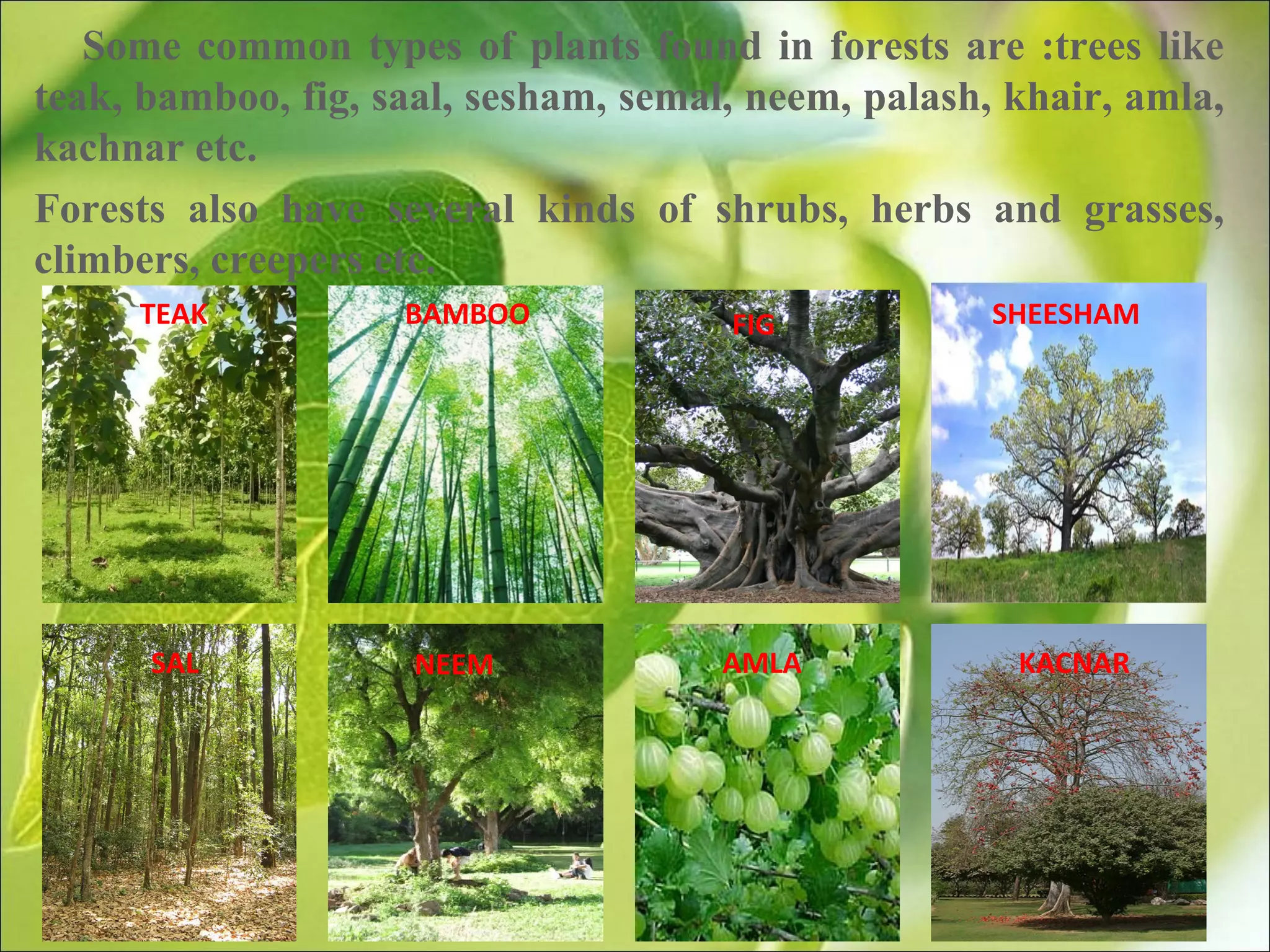 17forestsourlifeline | PPT