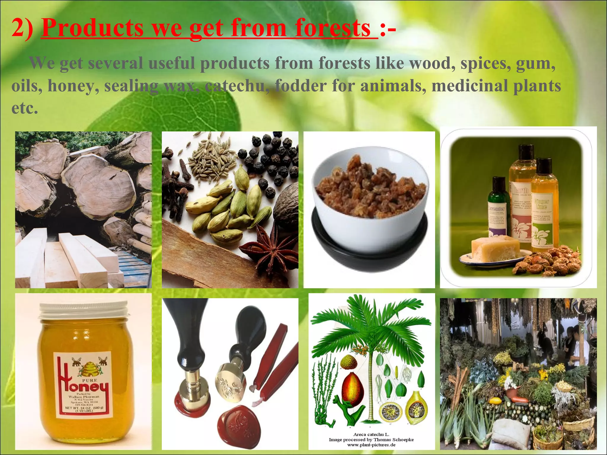 17forestsourlifeline | PPT