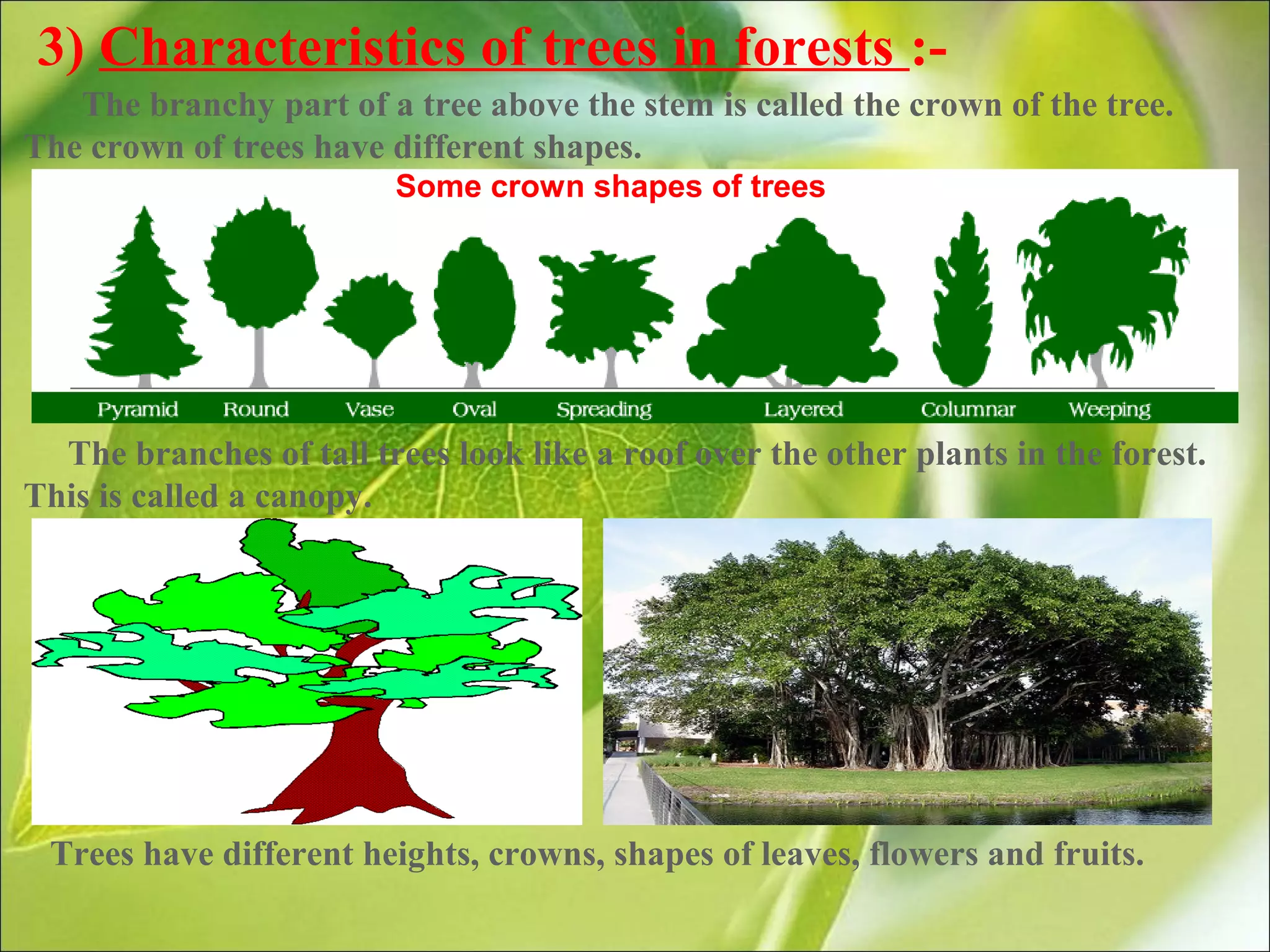 17forestsourlifeline | PPT