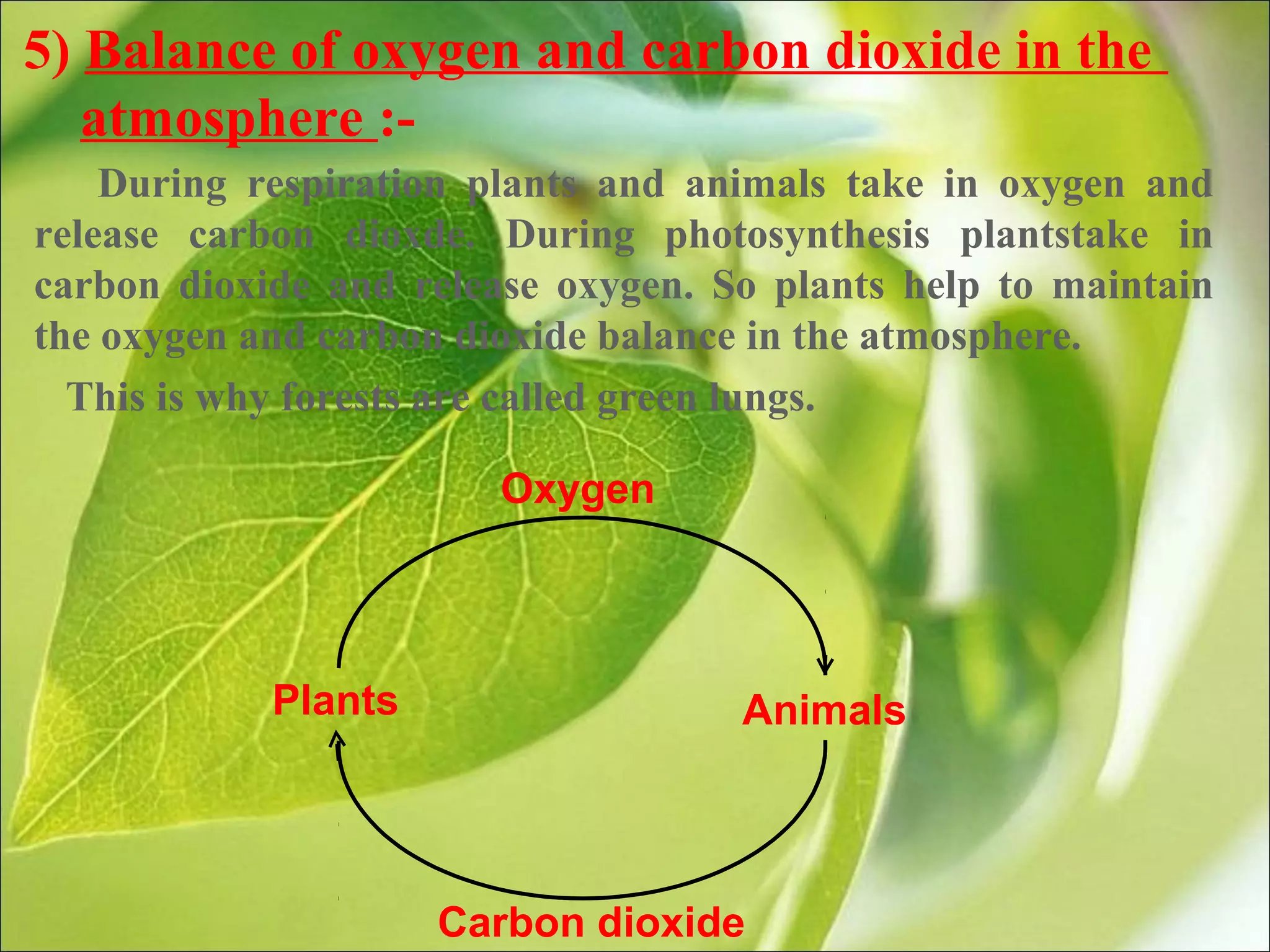 17forestsourlifeline | PPT