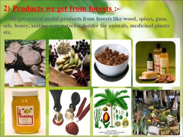 17forestsourlifeline