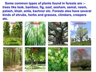 171forestsourlifeline.ppt