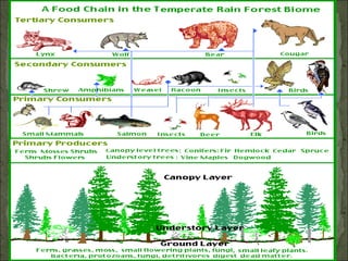 17forestsourlifeline (1) | PPT | Gardening | Home & Garden