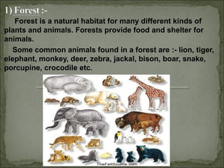 17forestsourlifeline (1) | PPT