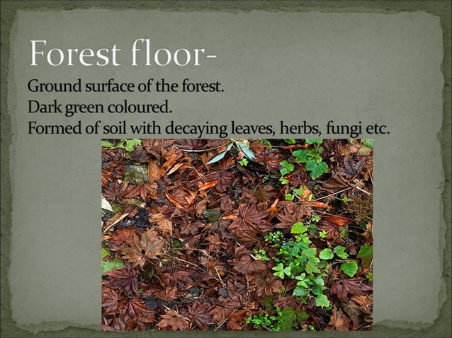 17forestsourlifeline (1) | PPT | Gardening | Home & Garden