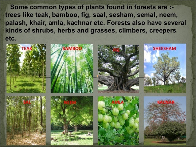 17forestsourlifeline (1)