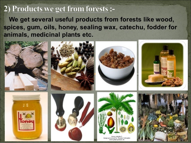 17forestsourlifeline (1)