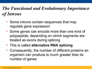 17 - From Gene to Protein | PPT