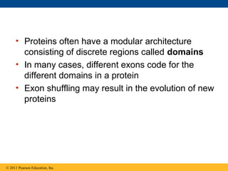 17 - From Gene to Protein | PPT