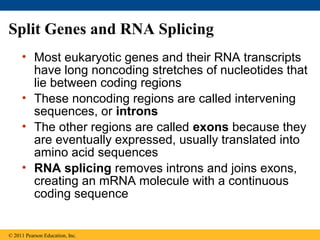 17 - From Gene to Protein | PPT