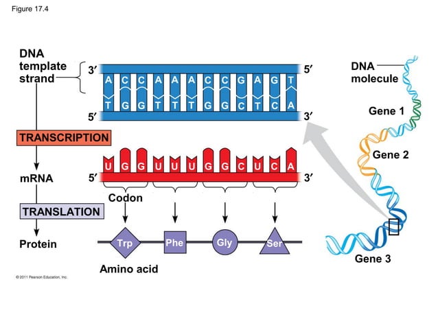 17 - From Gene to Protein