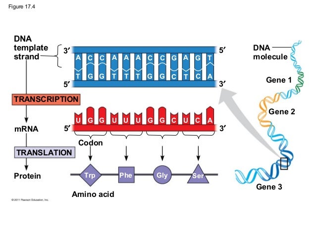 17 - From Gene to Protein