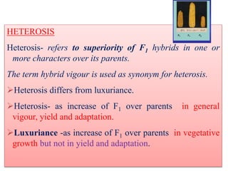 17. Heterosis breeding | PPTX