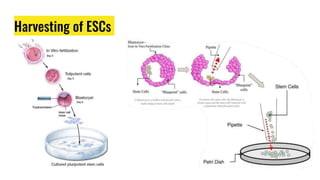 Stem Cell Harvesting and application | PPTX