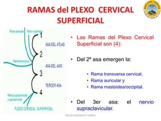 Inervación del Cuello | PPTX