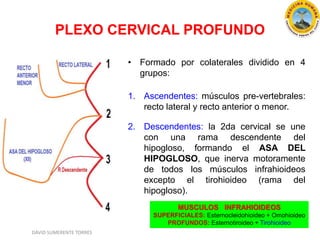 Inervación del Cuello | PPTX