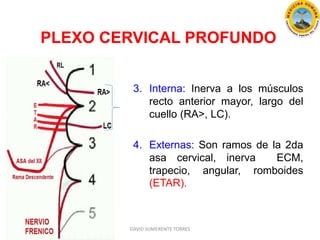 Inervación del Cuello | PPTX