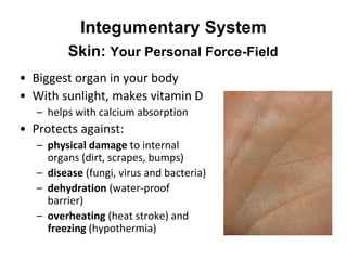 Intro to Human Anatomy | PPTX | Skin and Dermatology | Diseases and ...