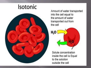 Isotonic solution and application in pharmacy slideshare | PPTX
