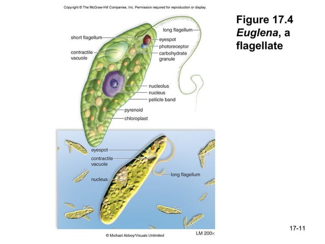 Evolution of Protists | PPT | Biological Sciences | Science