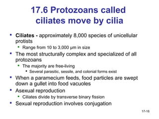 Evolution of Protists | PPT