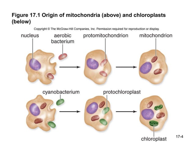 Evolution of Protists | PPT | Biological Sciences | Science