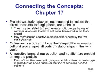 Evolution of Protists | PPT