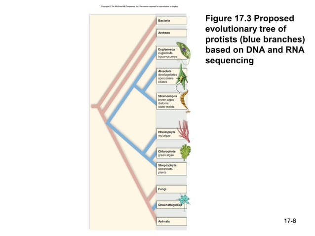Evolution of Protists | PPT | Biological Sciences | Science