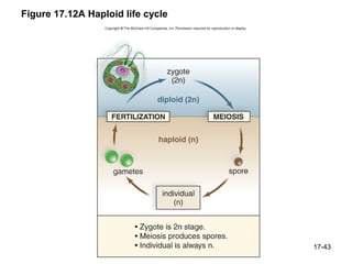 Alternation Of Generations Protists