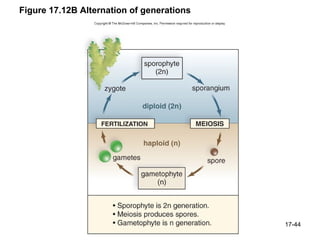 Alternation Of Generations Protists