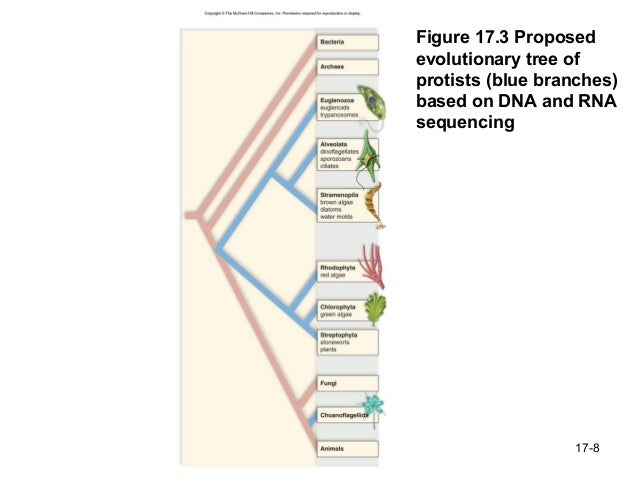Evolution of Protists
