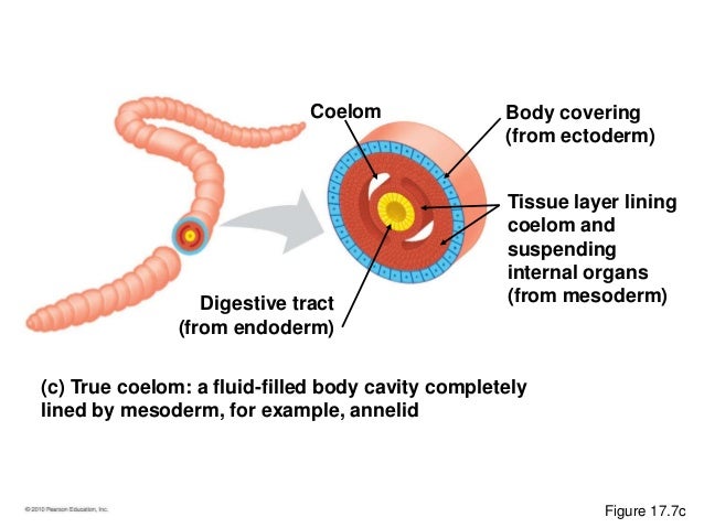 17 lecture presentation
