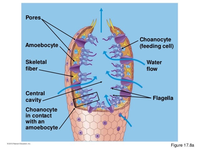 17 lecture presentation