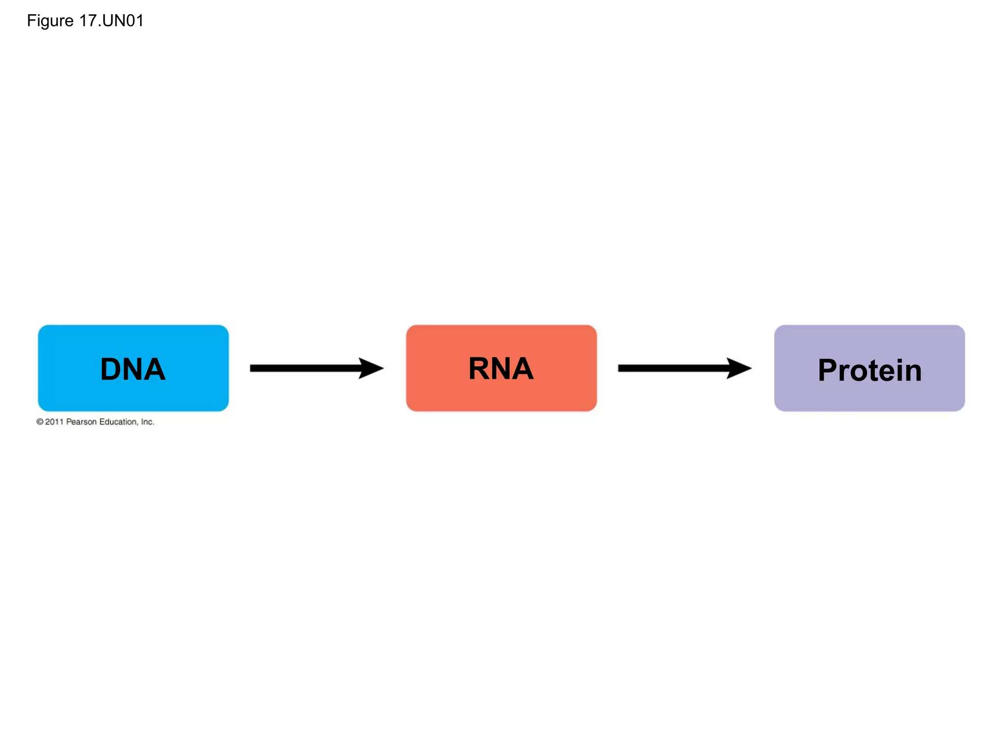Ch 17: From Gene to Protein | PPT | Biological Sciences | Science