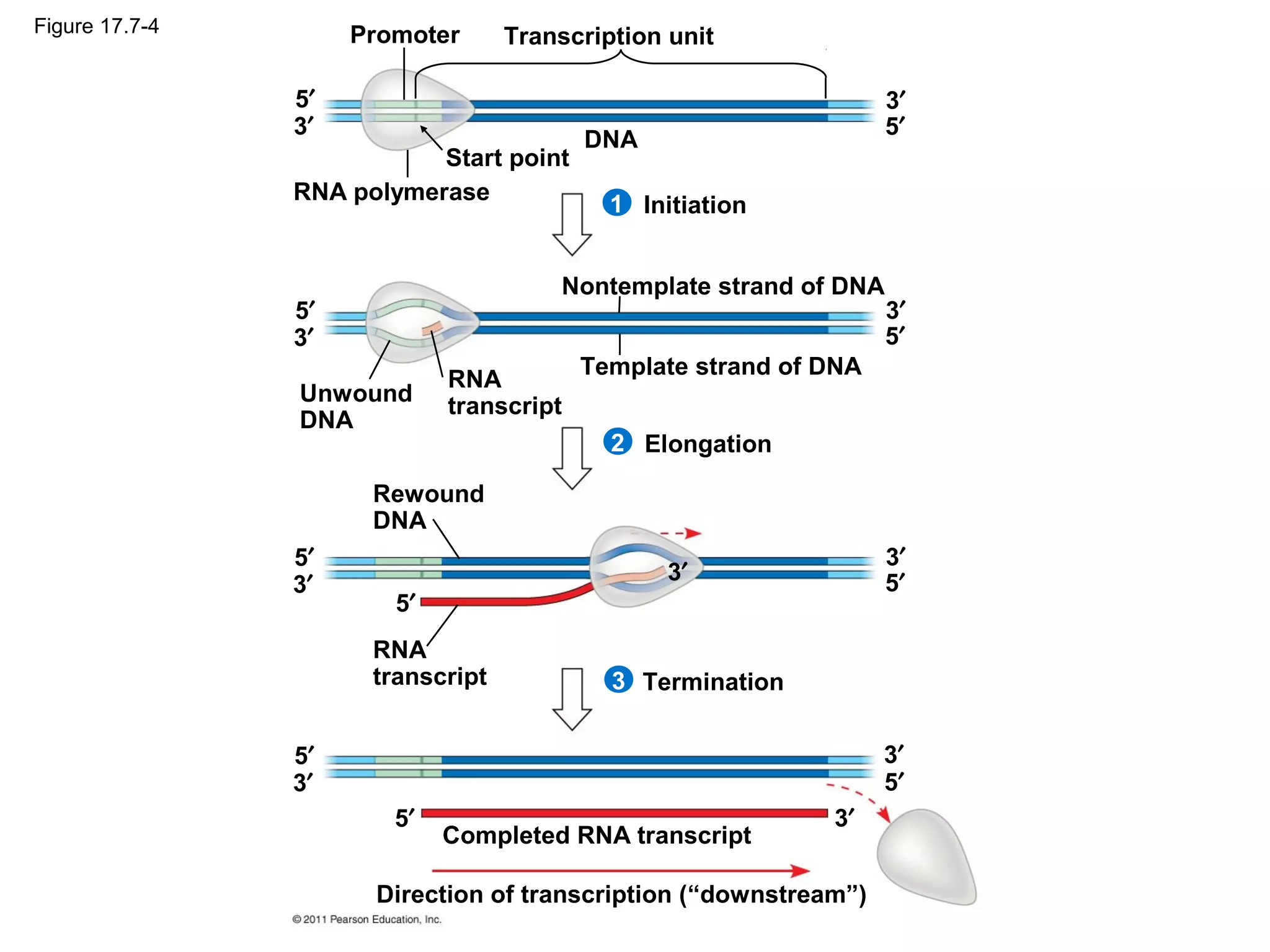 Ch 17: From Gene to Protein | PPT | Biological Sciences | Science