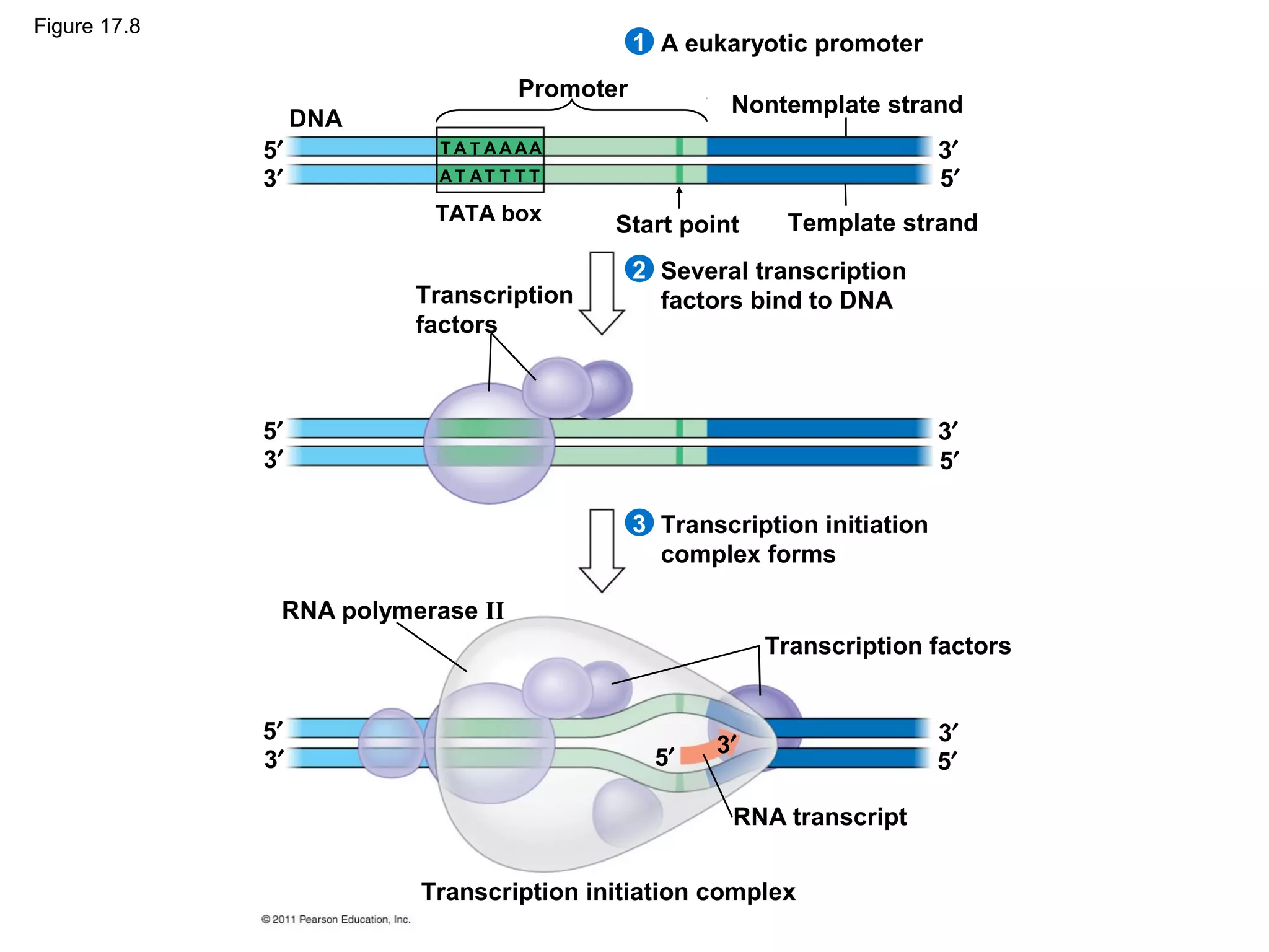 Ch 17: From Gene to Protein | PPT | Biological Sciences | Science