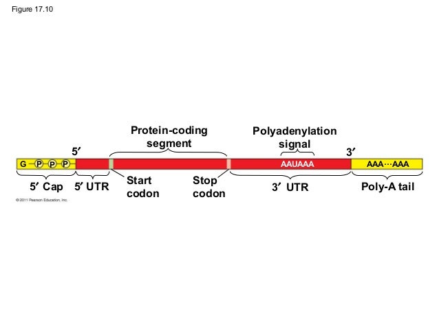 Ch 17: From Gene to Protein