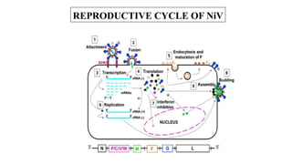 Nipah Virus Infection (NiV) | PPTX