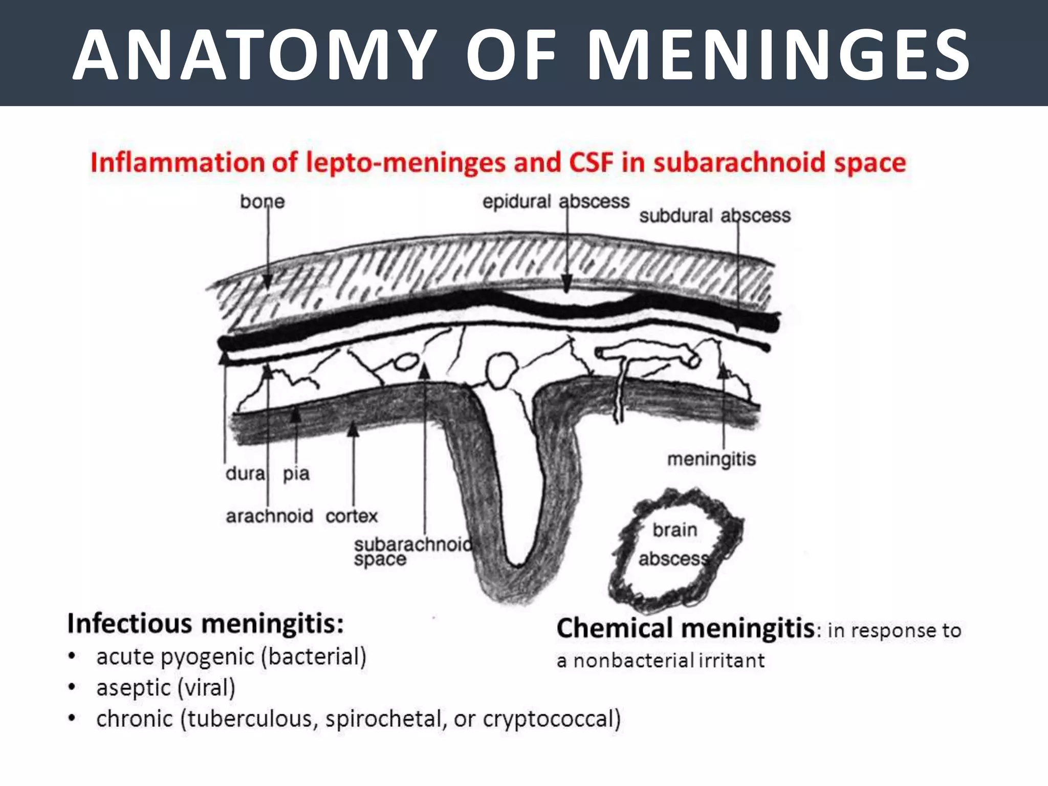 Management of Meningitis | PPTX