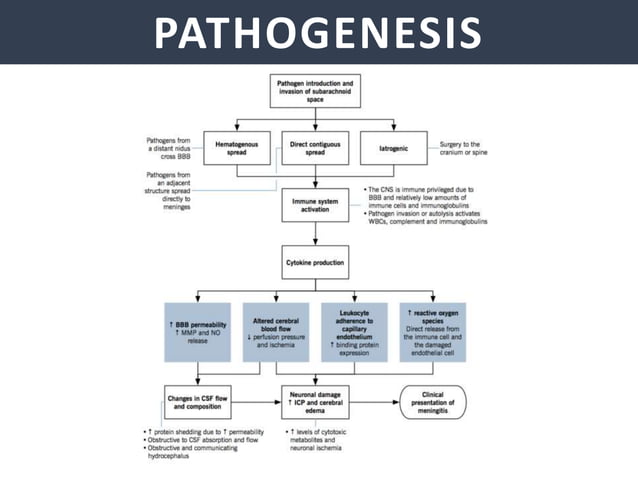 Management of Meningitis | PPTX | Brain and Nervous System Disorders ...