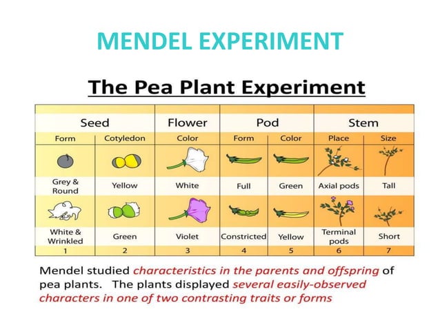 Biogenetic Analysis | PPT