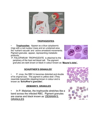 17 micribiology intro to parasito malaria | DOC