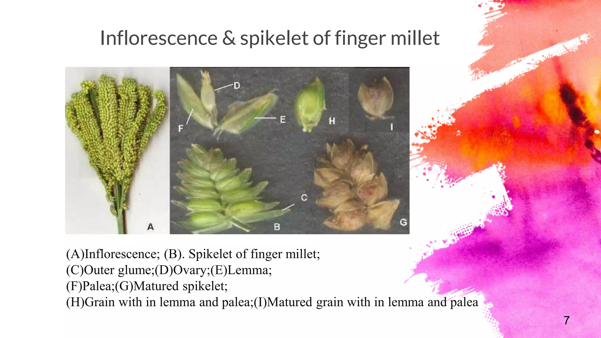 fingermillet ragi 29 | PPTX