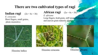 fingermillet ragi 29 | PPTX