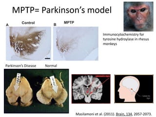 Neuropharmacology: Catecholamines | PPTX