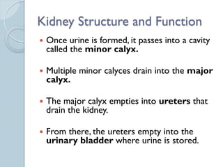 17 Osmoregulation II PPT.pdf