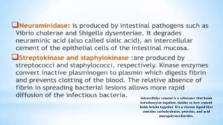 DPT - Pathogenesis | PPTX
