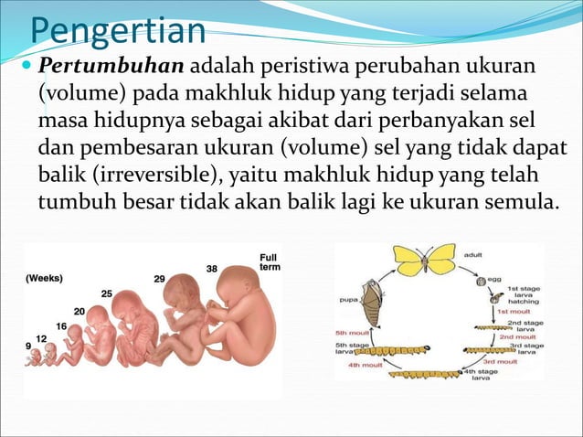 17_pertumbuhan_dan_perkembangan_rev.ppt