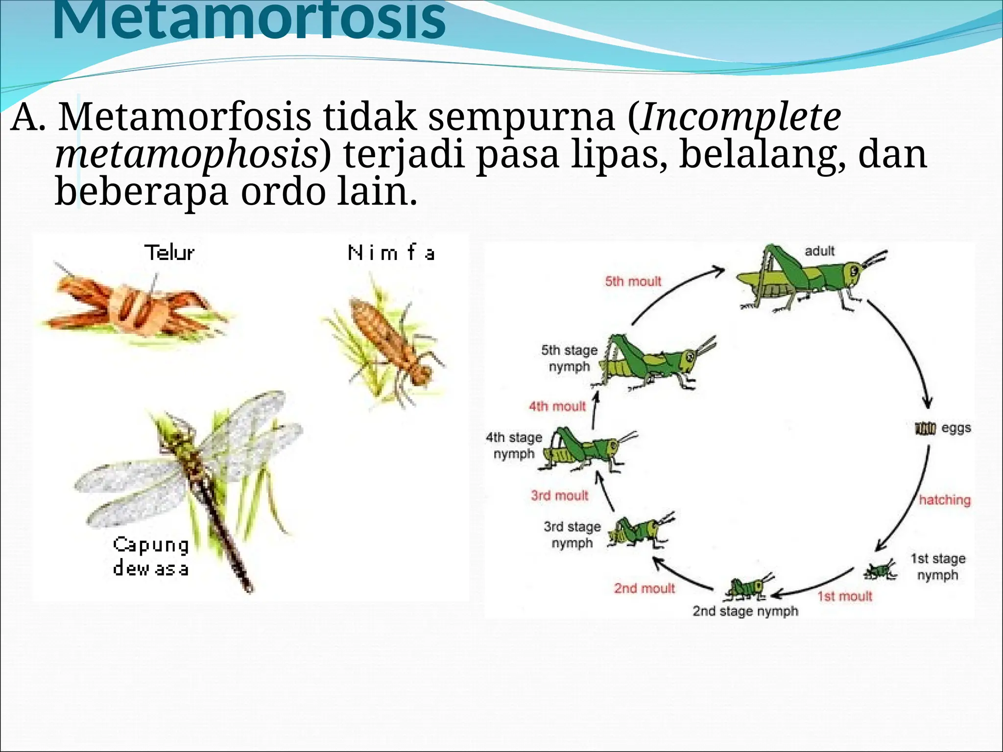 Pertumbuhan dan Perkembangan pada makhluk Hidup | PPT