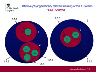 The path to implementation of Whole Genome Sequencing (WGS) in PulseNet ...